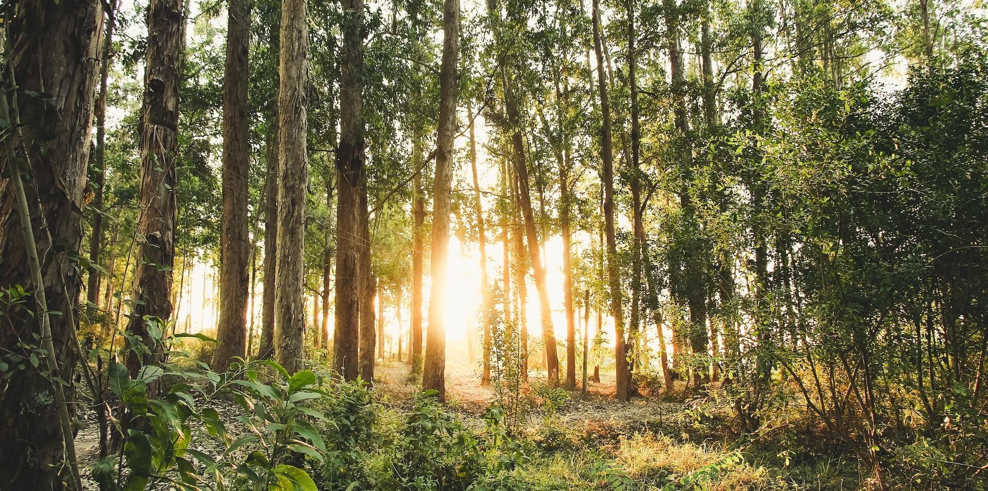 sejour-randonnee-queyras-activites-rando-foret-meleze-maison-gaudissard ...